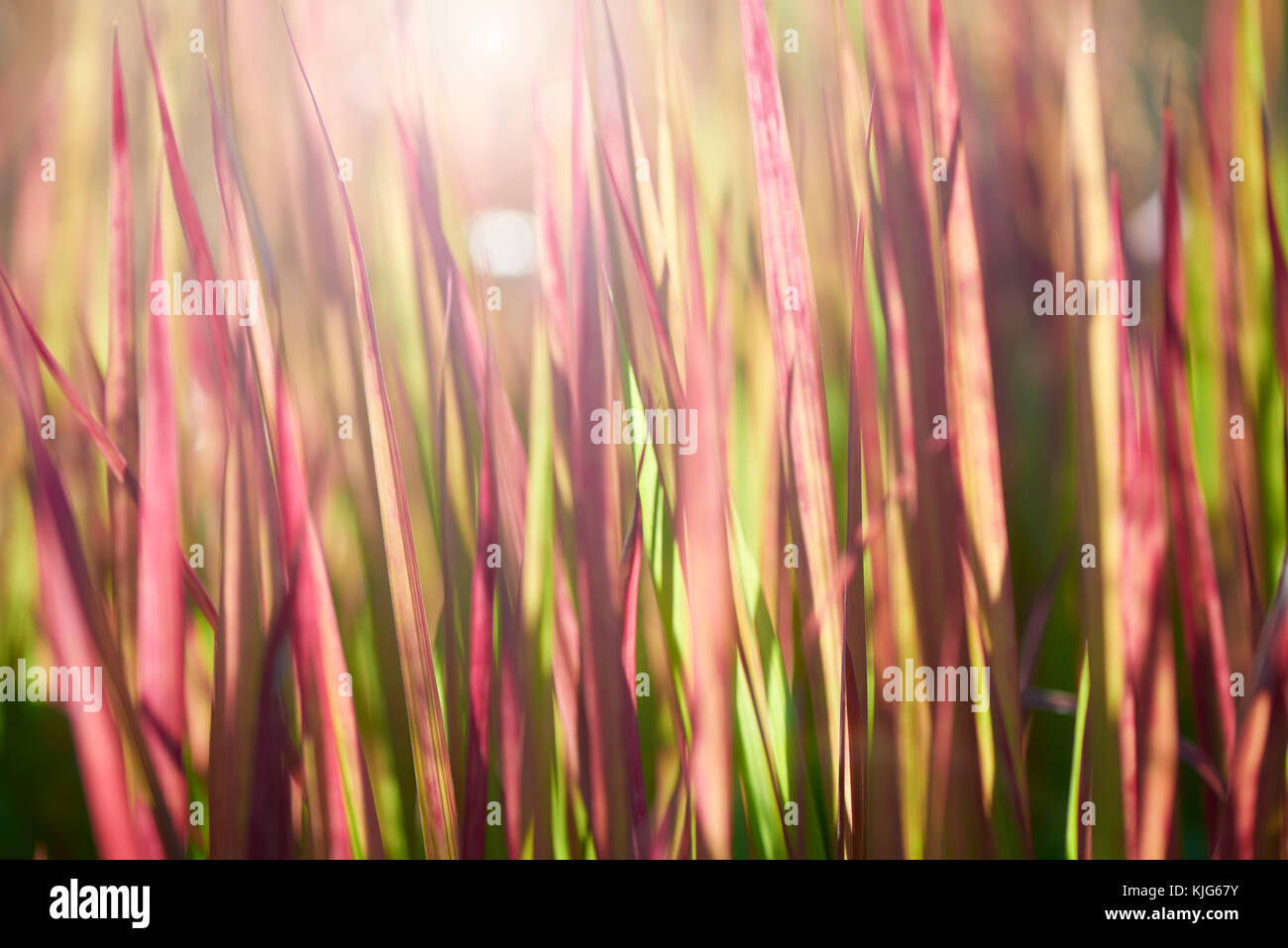 Blades of grass at backlight, close-up Stock Photo - Alamy