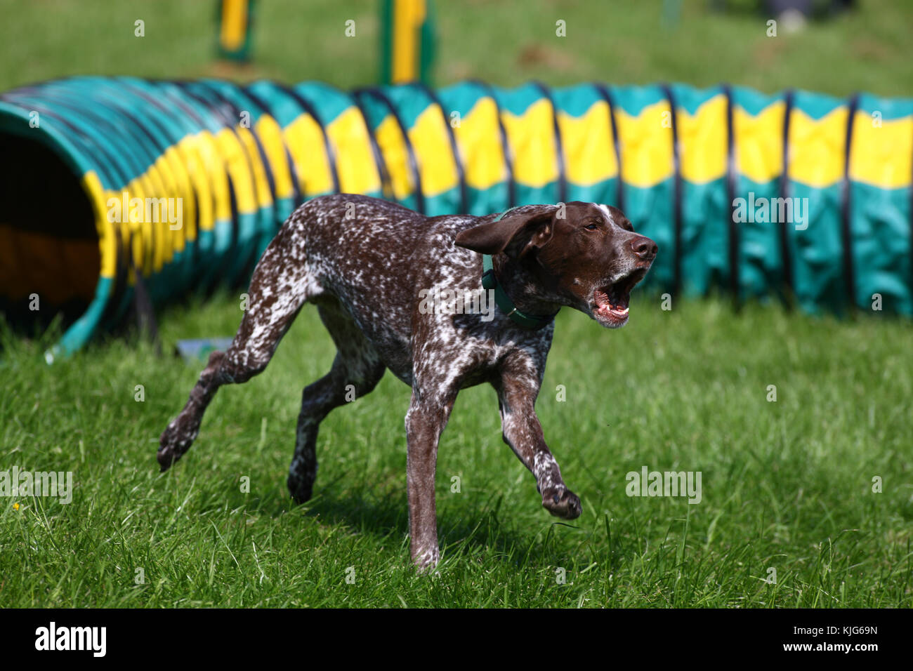 German shorthaired pointer, running hi-res stock photography and images ...
