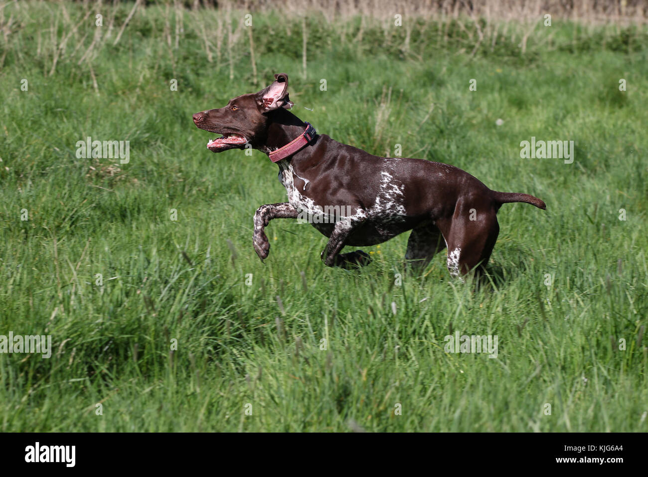 German shorthaired pointer, running hi-res stock photography and images ...