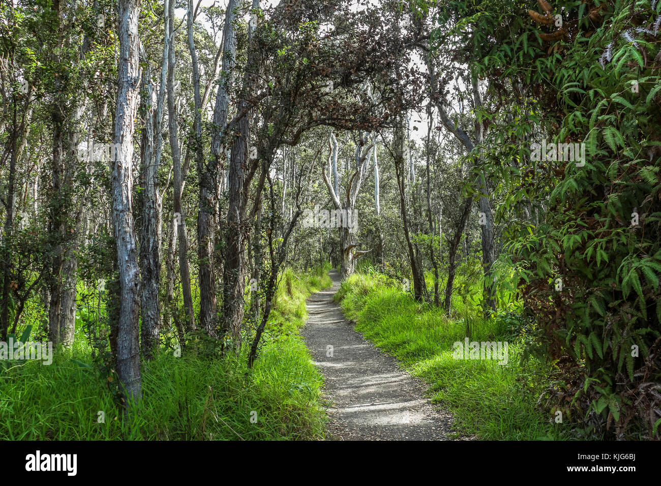 On a jungle trail in Volcano National Park, Hawaii Stock Photo - Alamy