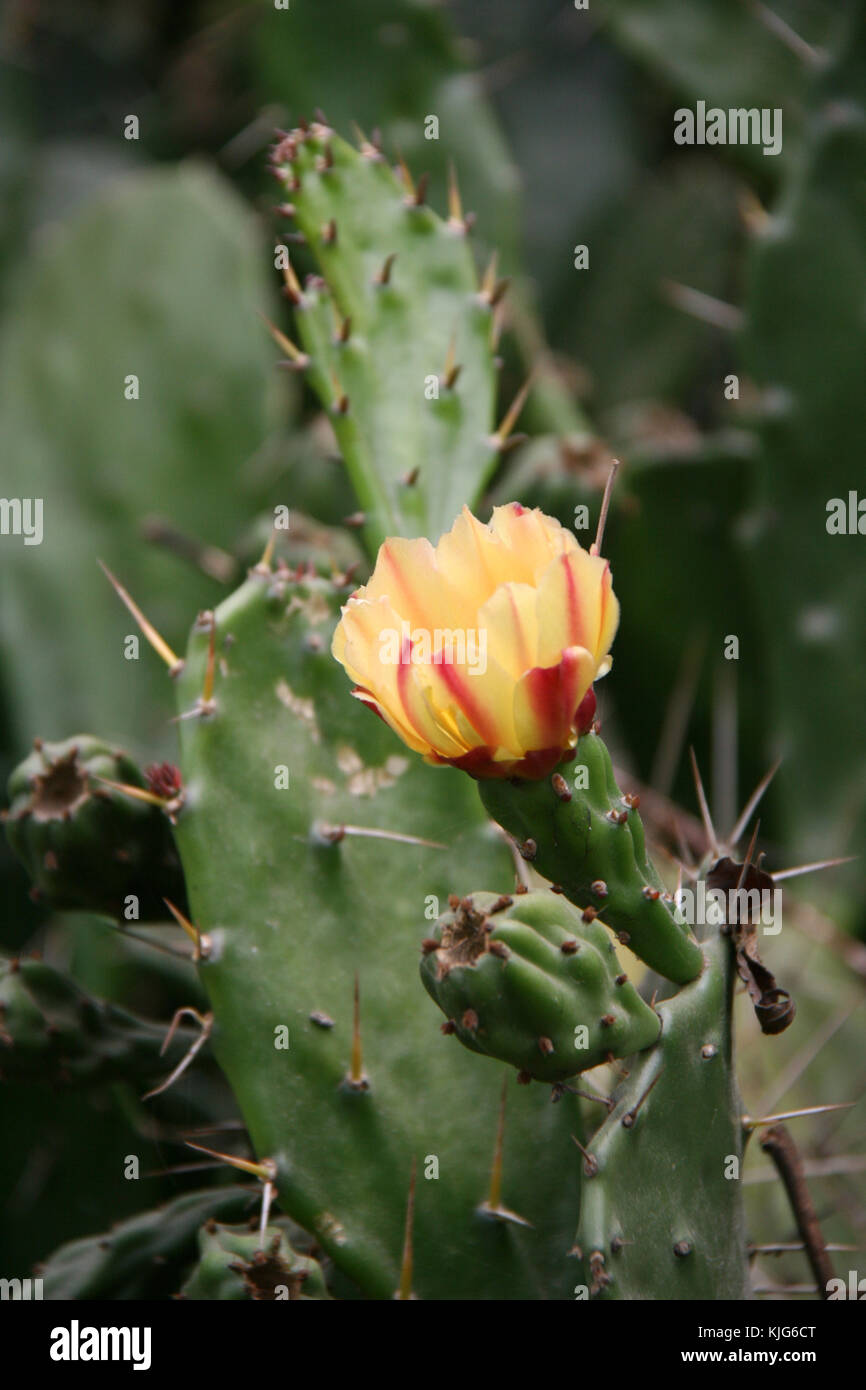 cactus flower in Punakha (Bhutan Stock Photo - Alamy