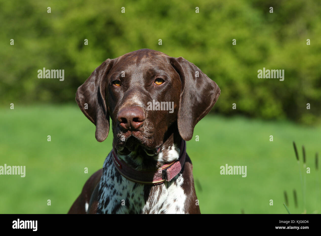 German shorthaired pointer pointing hi-res stock photography and images ...