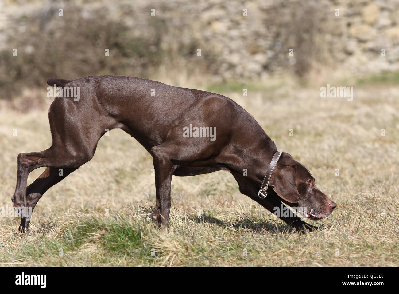 Nose pointing hi-res stock photography and images - Alamy