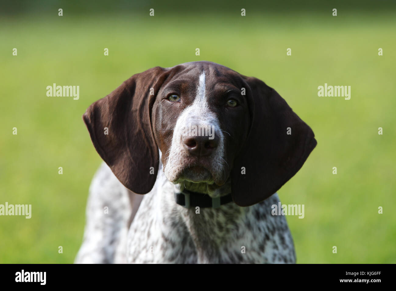 German shorthaired pointer puppy weeks hi-res stock photography and ...