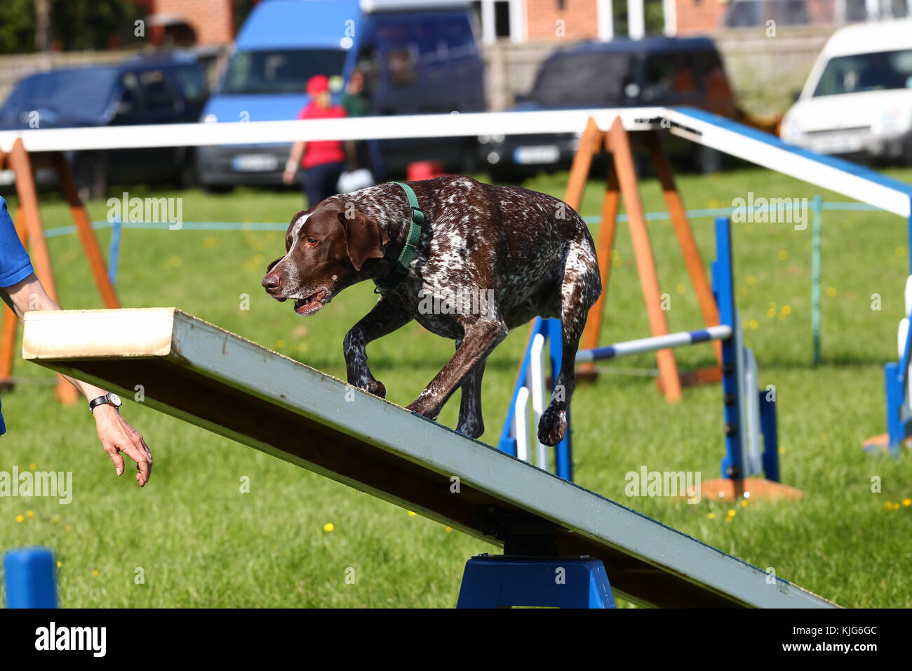 German shorthaired pointer, running hi-res stock photography and images ...