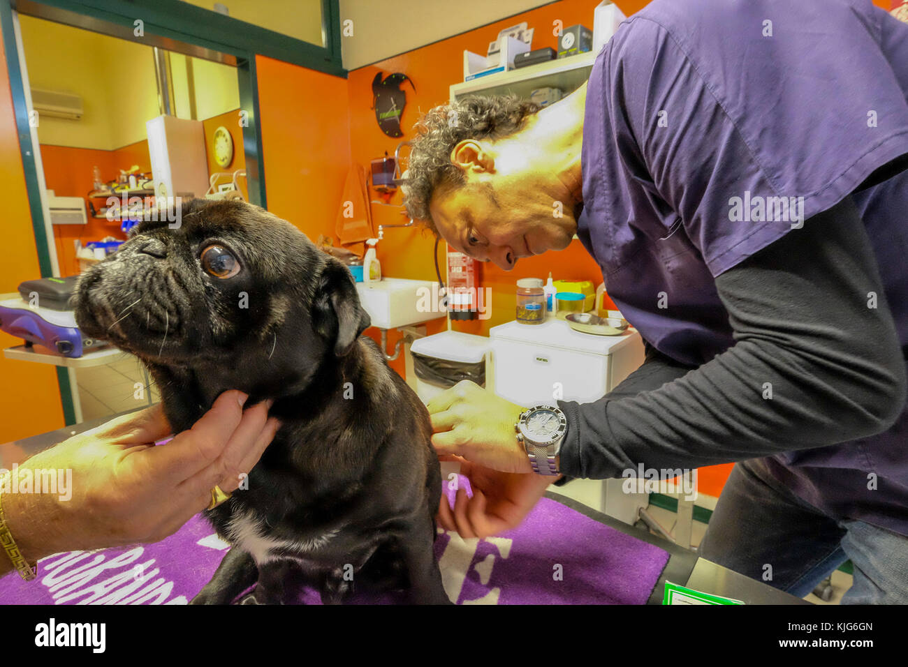 A veterinarian practices acupuncture to a dog, acupuncture is the most ...