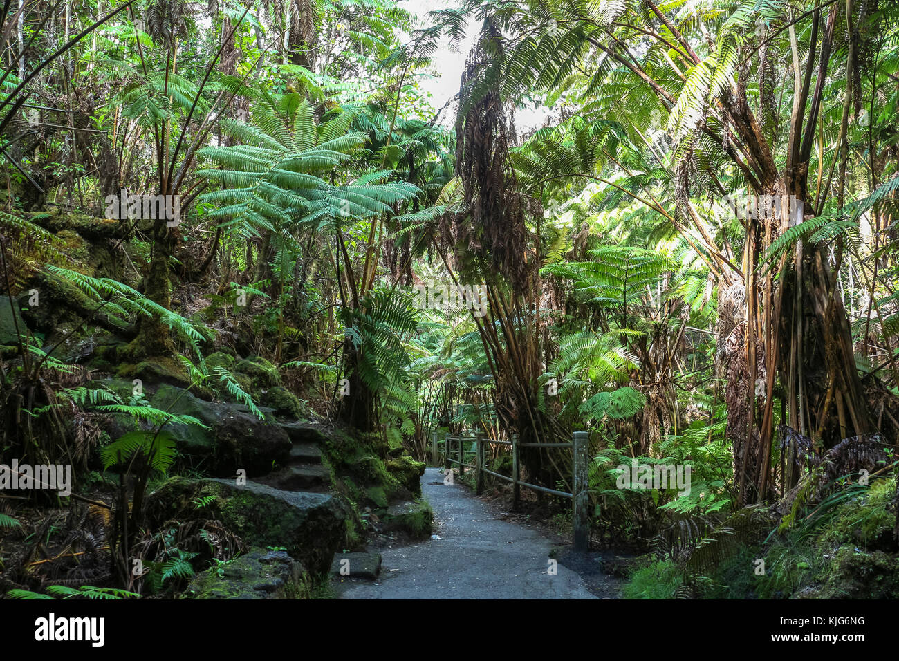 On a jungle trail in Volcano National Park, Hawaii Stock Photo - Alamy
