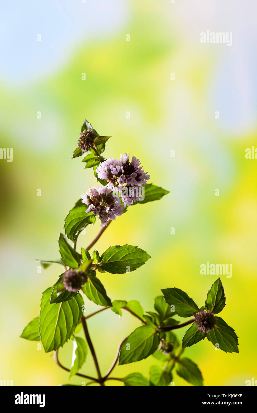 Peppermint flowering hi-res stock photography and images - Alamy