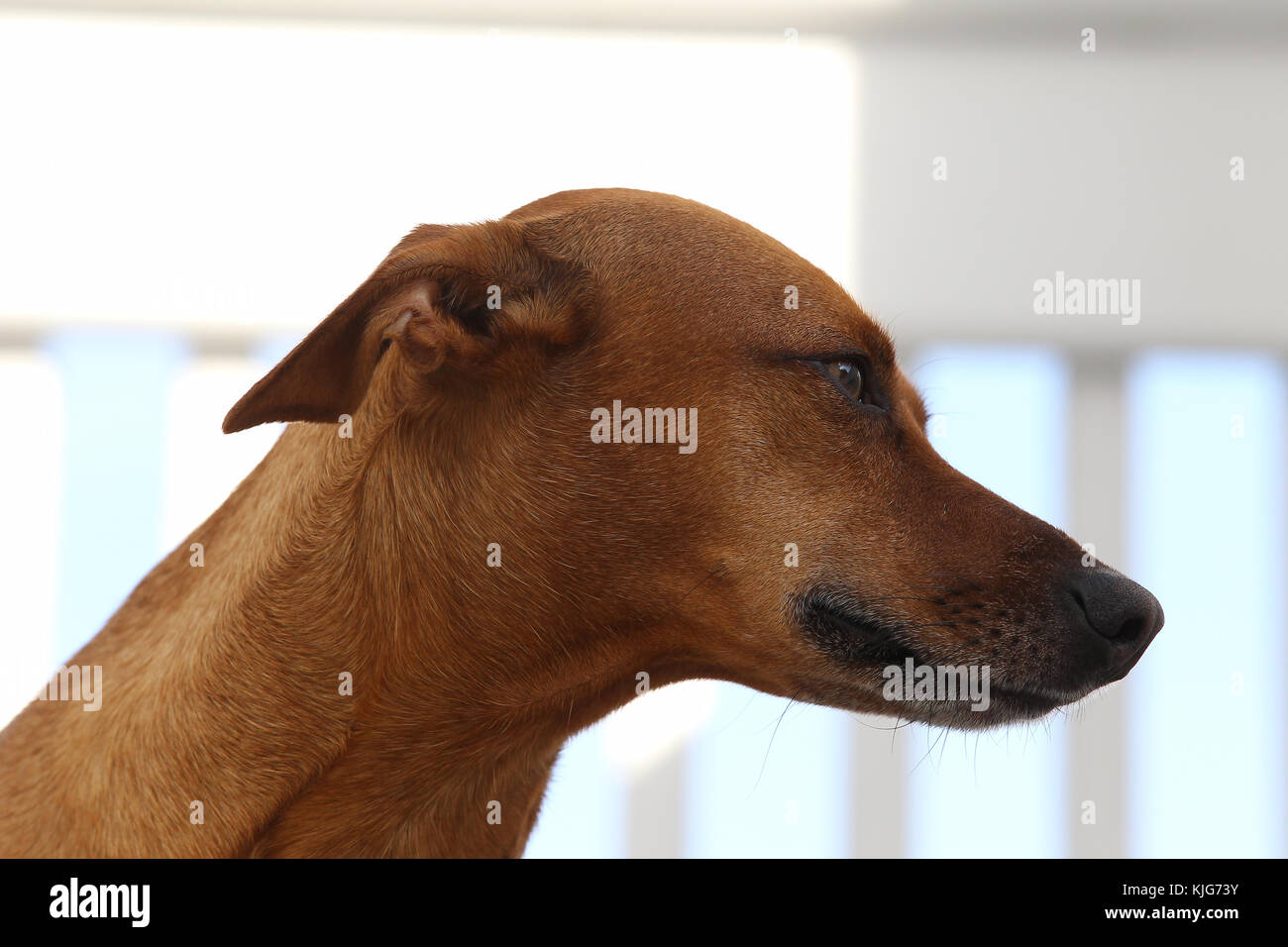 Portuguese Podengo High Resolution Stock Photography and Images - Alamy