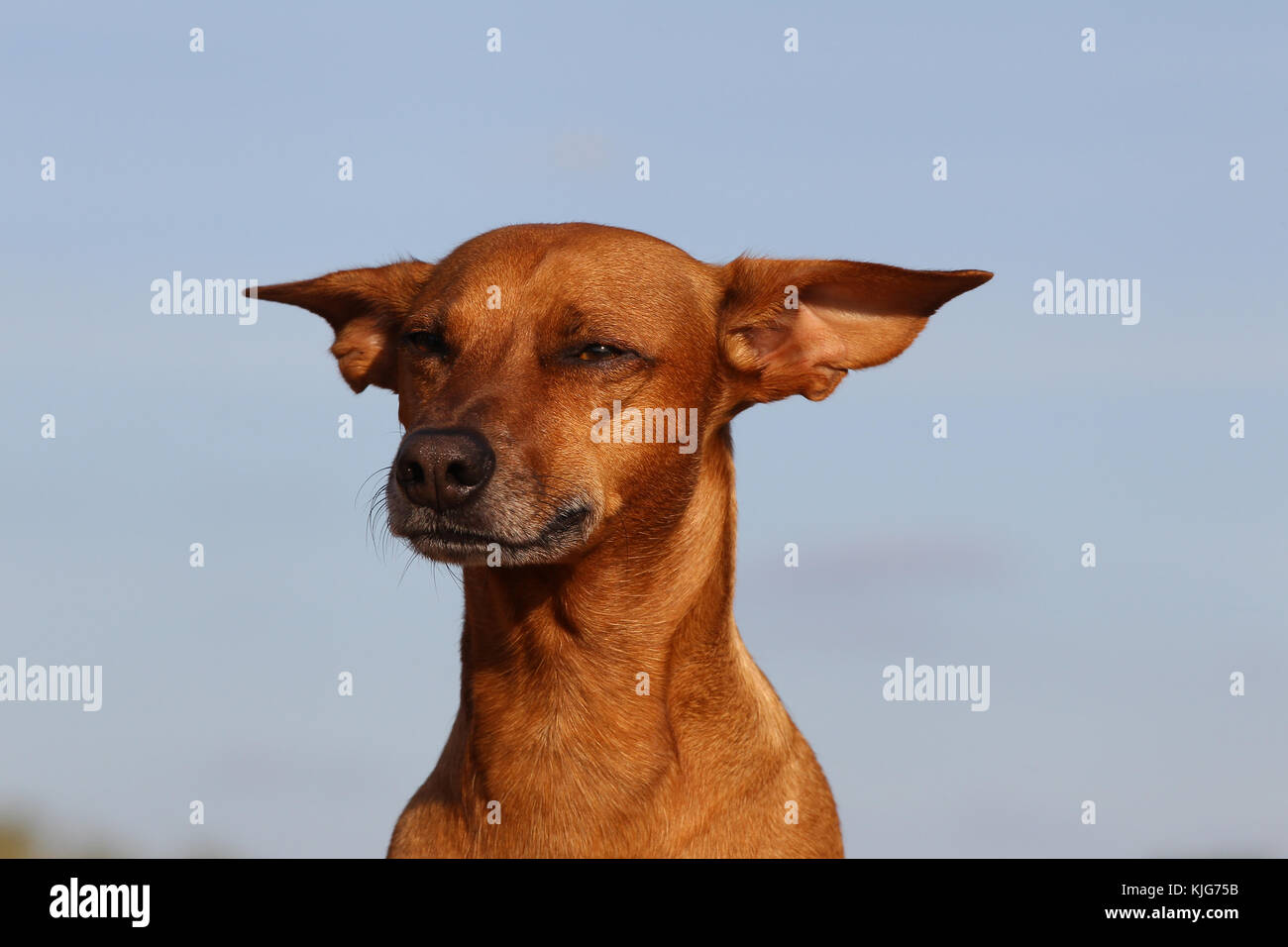 Portuguese Podengo High Resolution Stock Photography and Images - Alamy