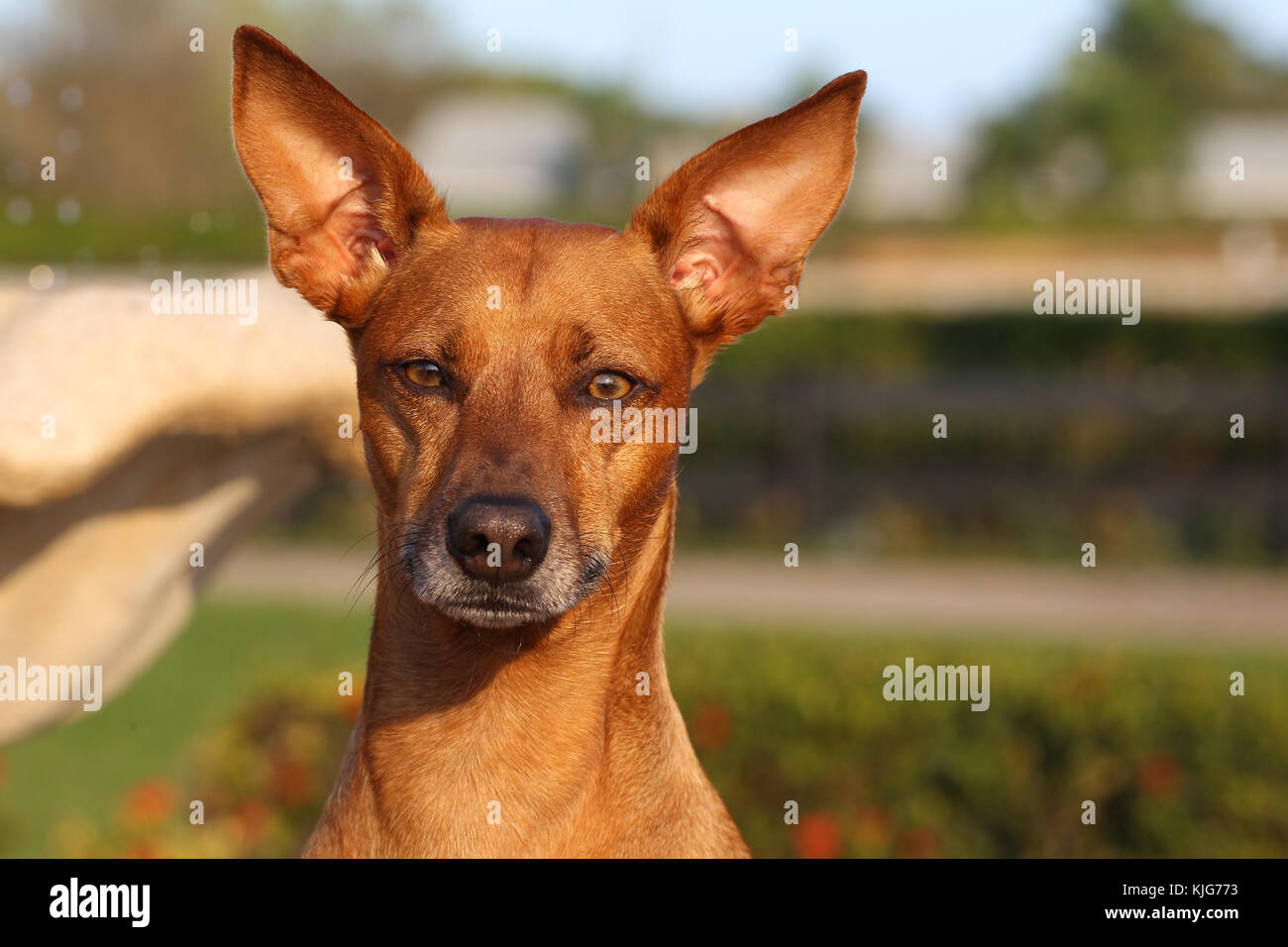 Portuguese Hound High Resolution Stock Photography and Images - Alamy