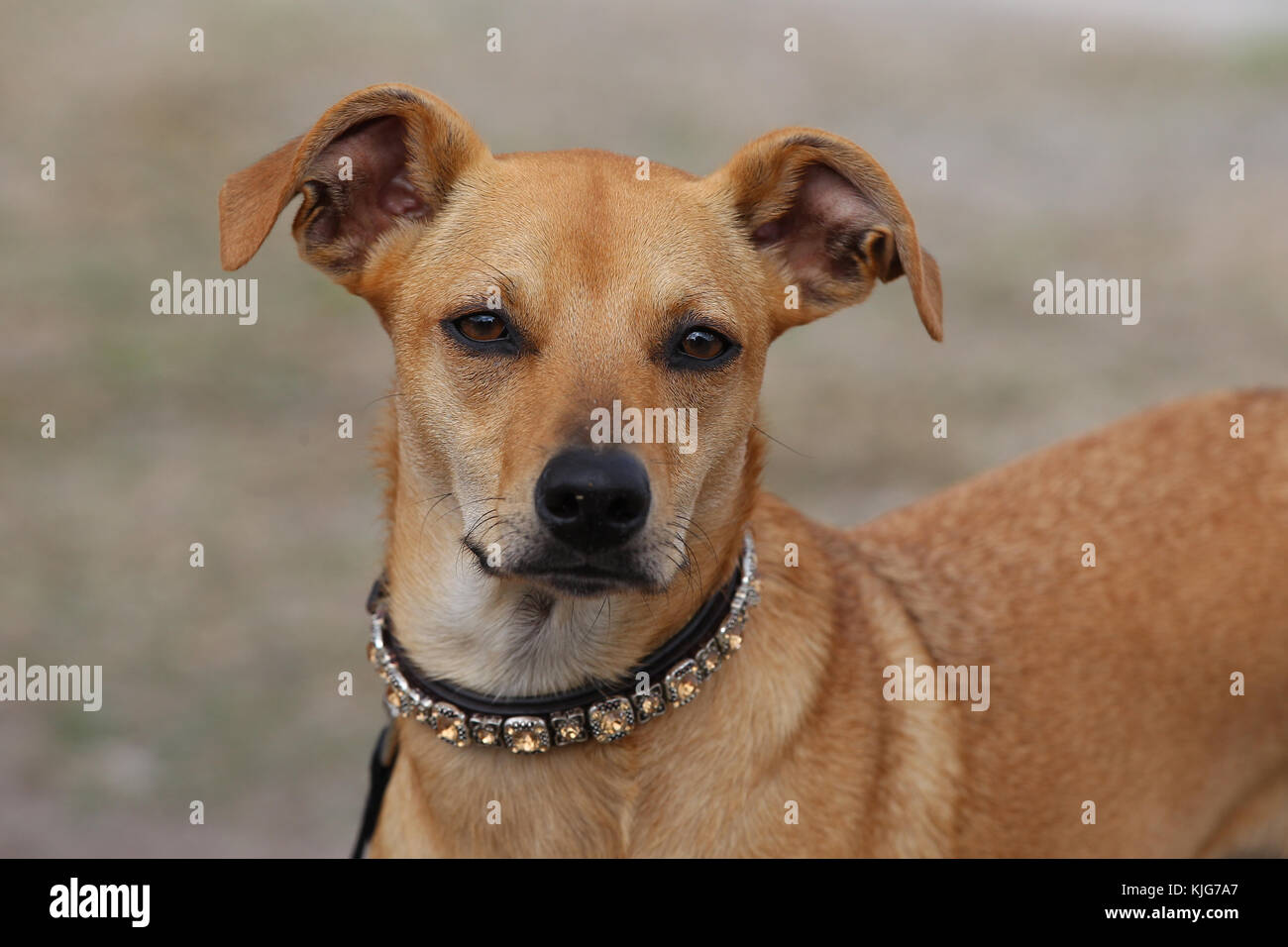 Portuguese Podengo High Resolution Stock Photography and Images - Alamy