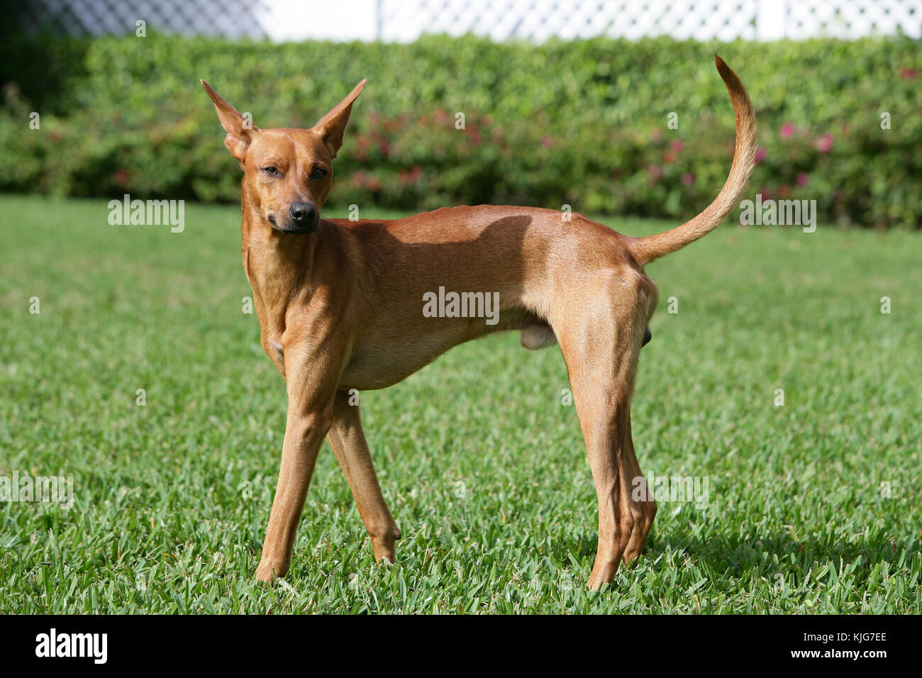 Warren Brown High Resolution Stock Photography and Images - Alamy