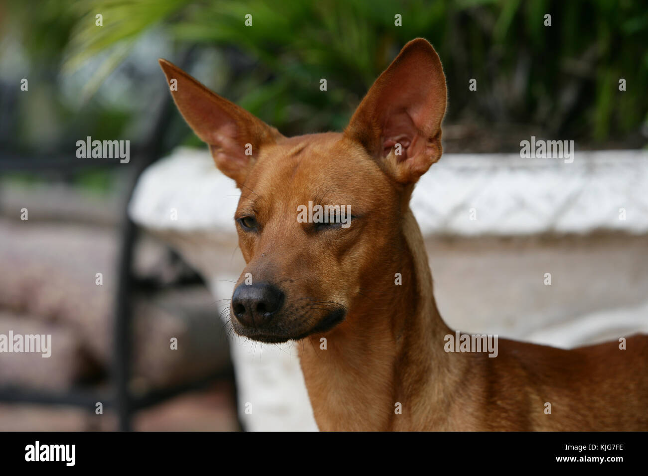 Portuguese Hound High Resolution Stock Photography and Images - Alamy