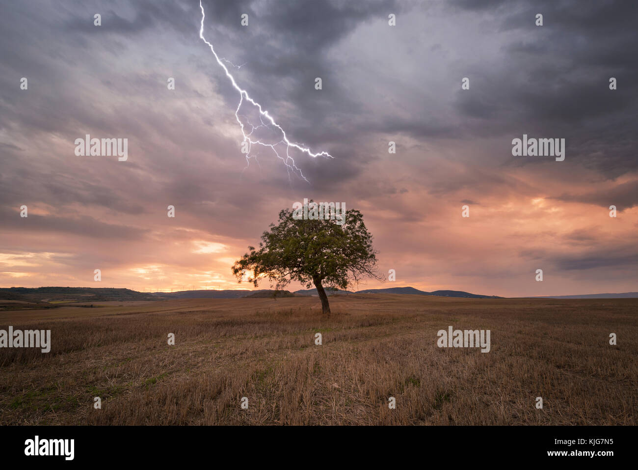 Lightning Tree High Resolution Stock Photography and Images - Alamy