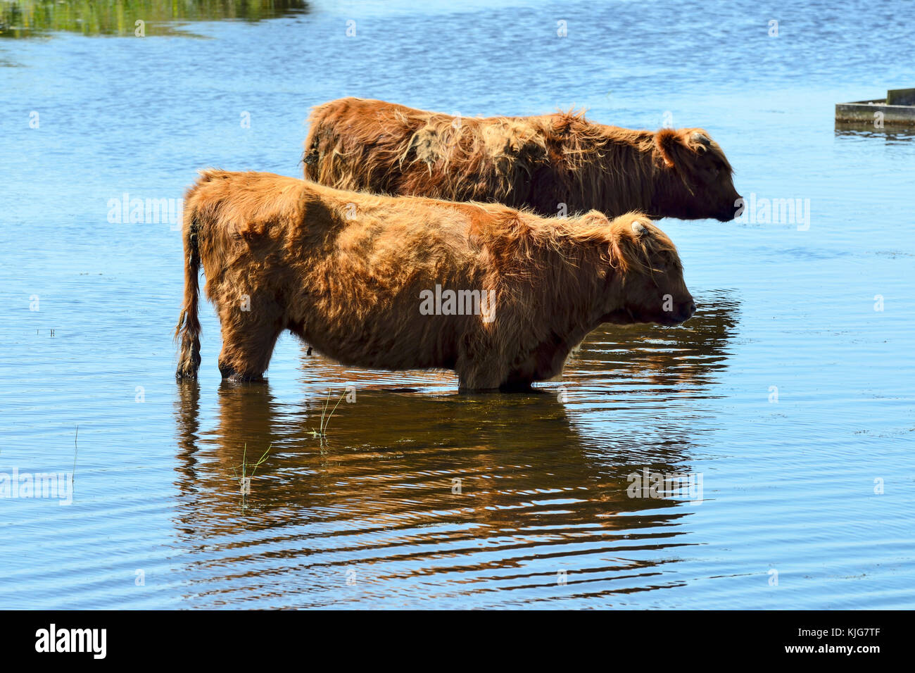Long-haired highland cattle cooling off in wetlands at RSPB Van Farm ...