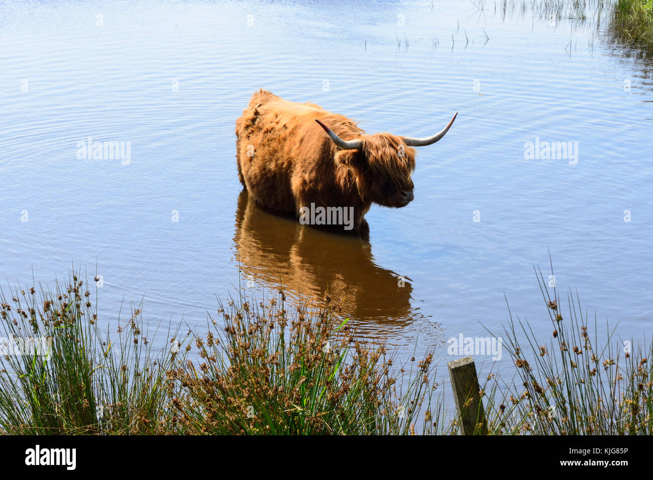 Long-haired highland cattle cooling off in wetlands at RSPB Van Farm ...