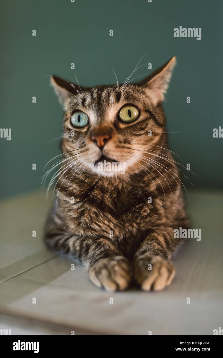 Portrait of staring cat Stock Photo - Alamy