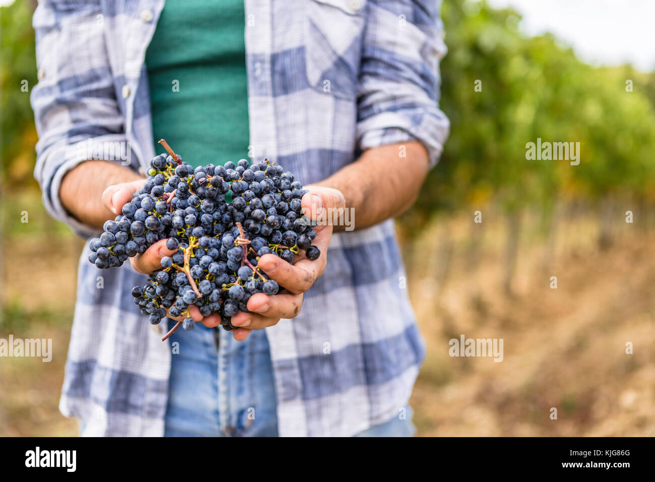 Close-up of man holding harvested grapes Stock Photo - Alamy