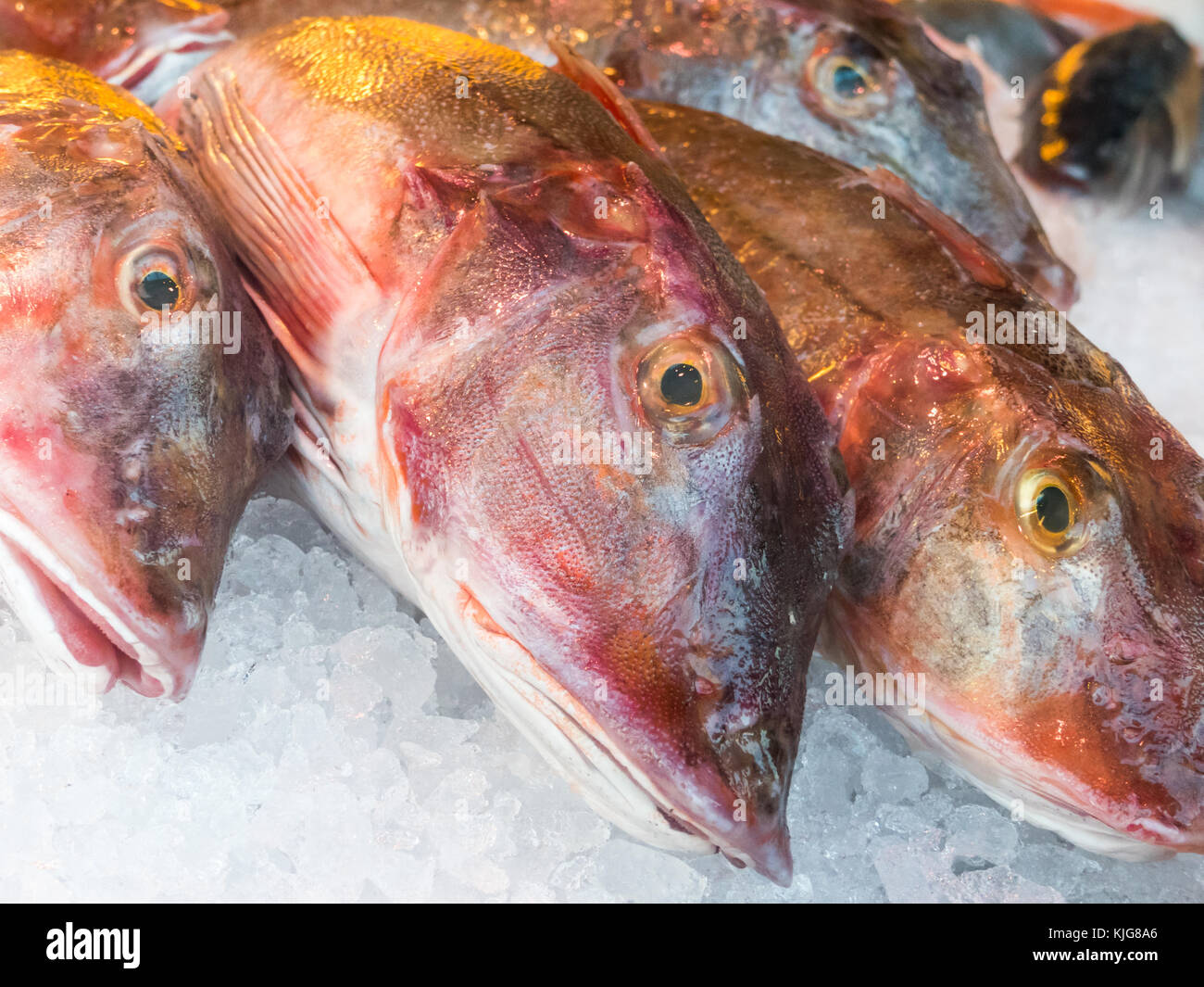 East Atlantic red gurnard, Chelidonichthys cuculus, for sale at a fish ...