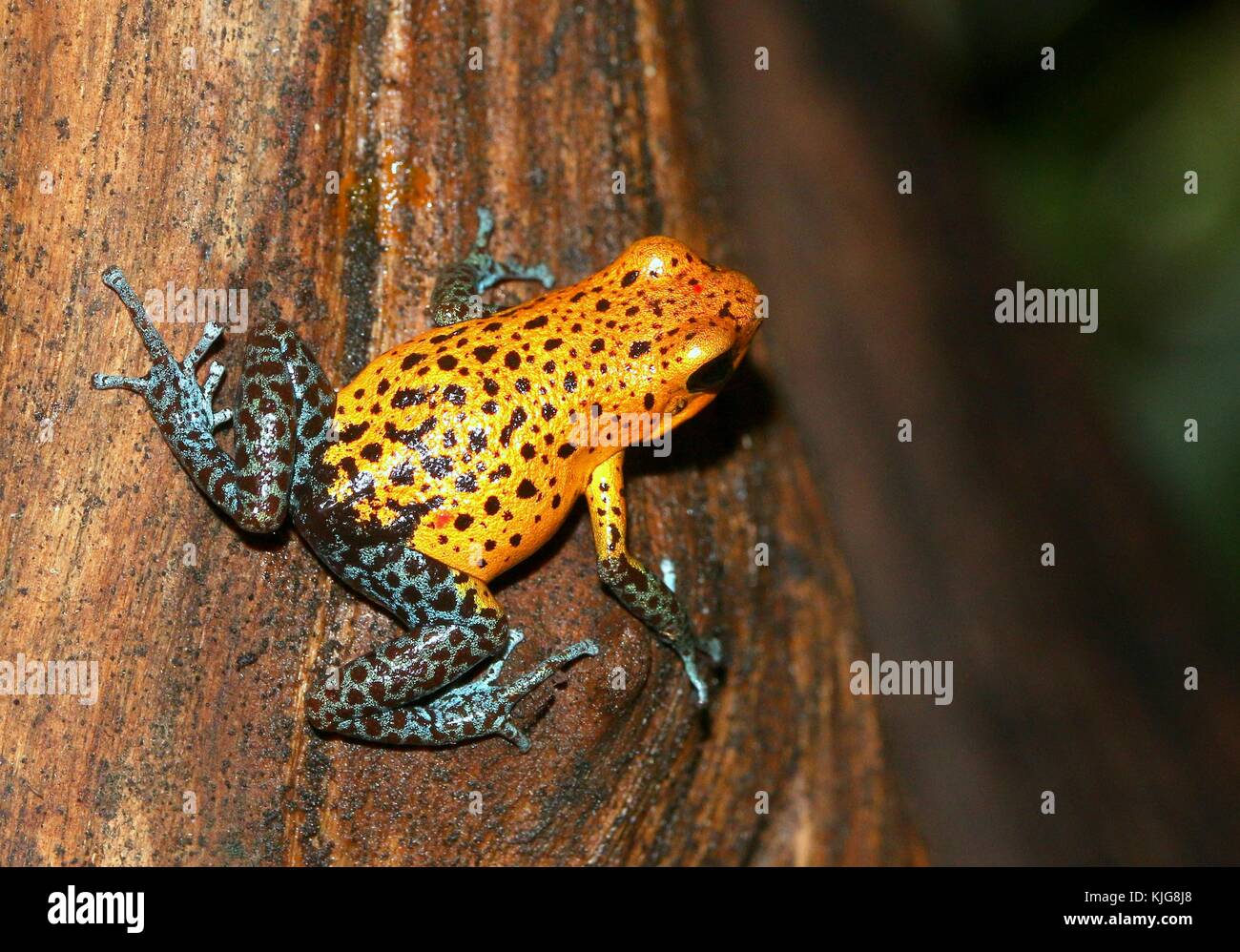 Grenouille pumilio hi-res stock photography and images - Alamy