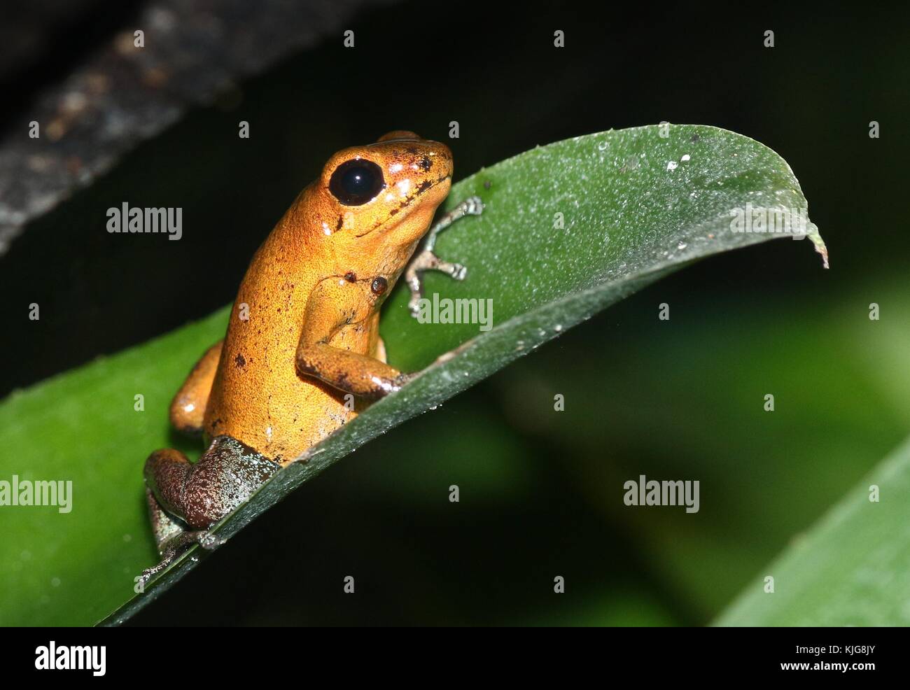 Yellow strawberry poison dart frog hi-res stock photography and images ...
