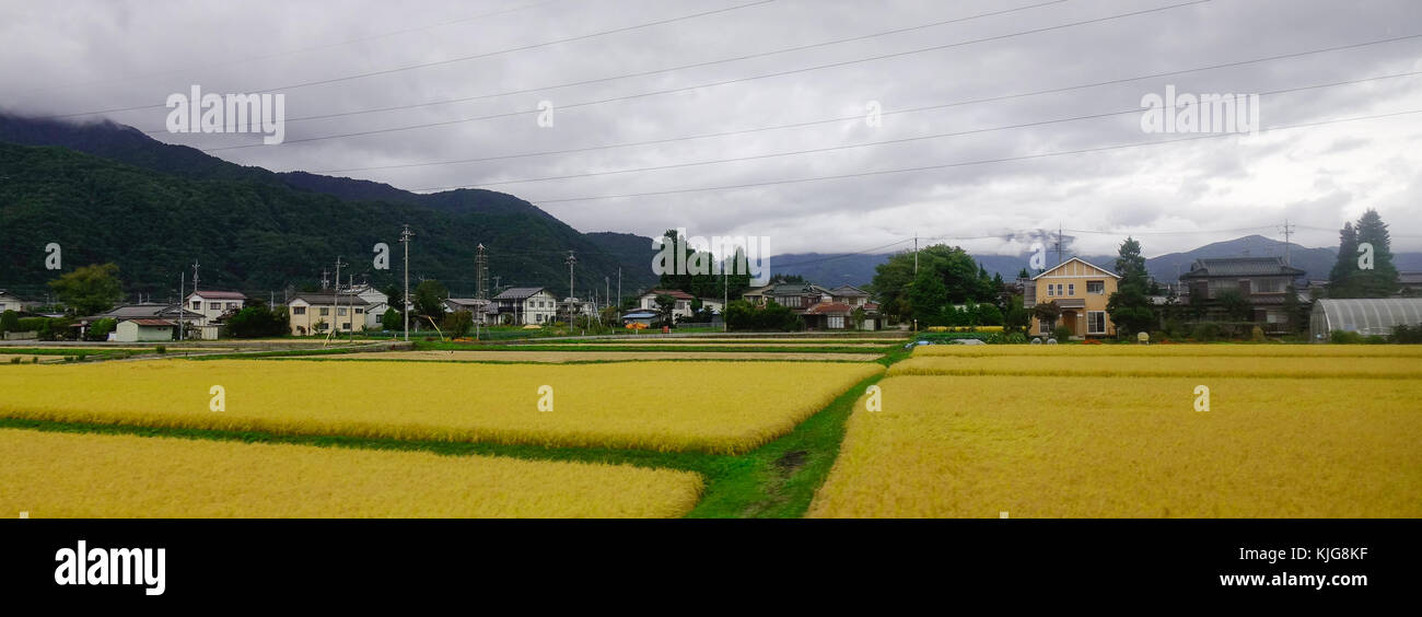 Rice field at autumn in Nagano, Japan. Nagano is an inland prefecture ...