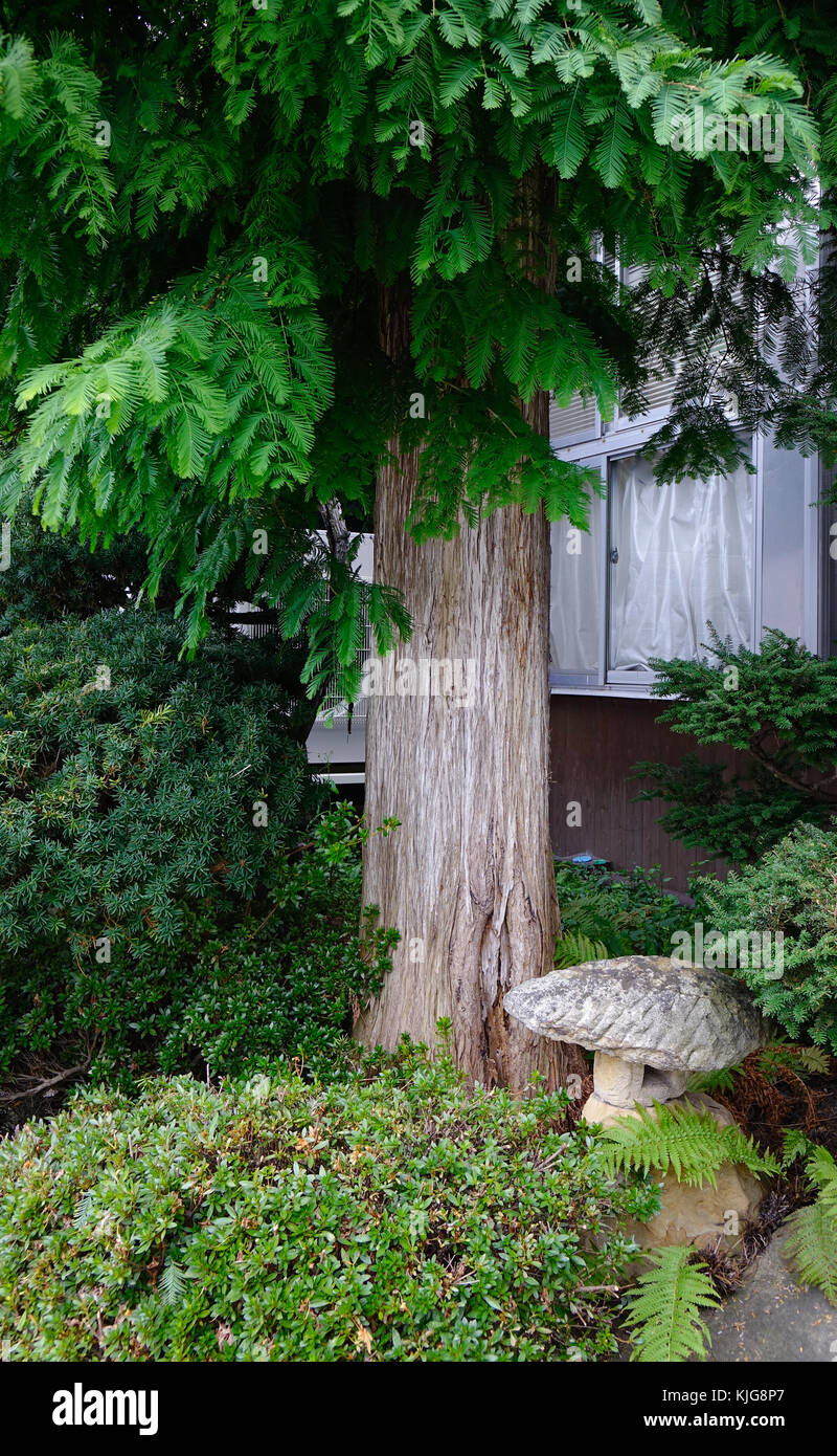 Japanese Lantern Tree