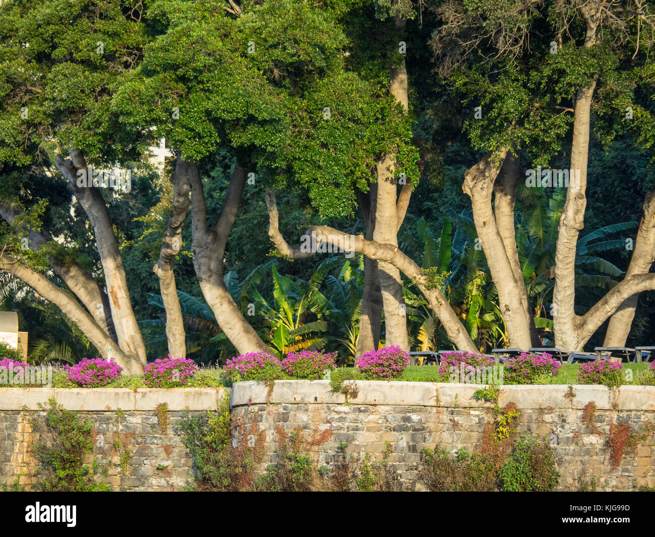 Funchal and madeira Stock Photo - Alamy