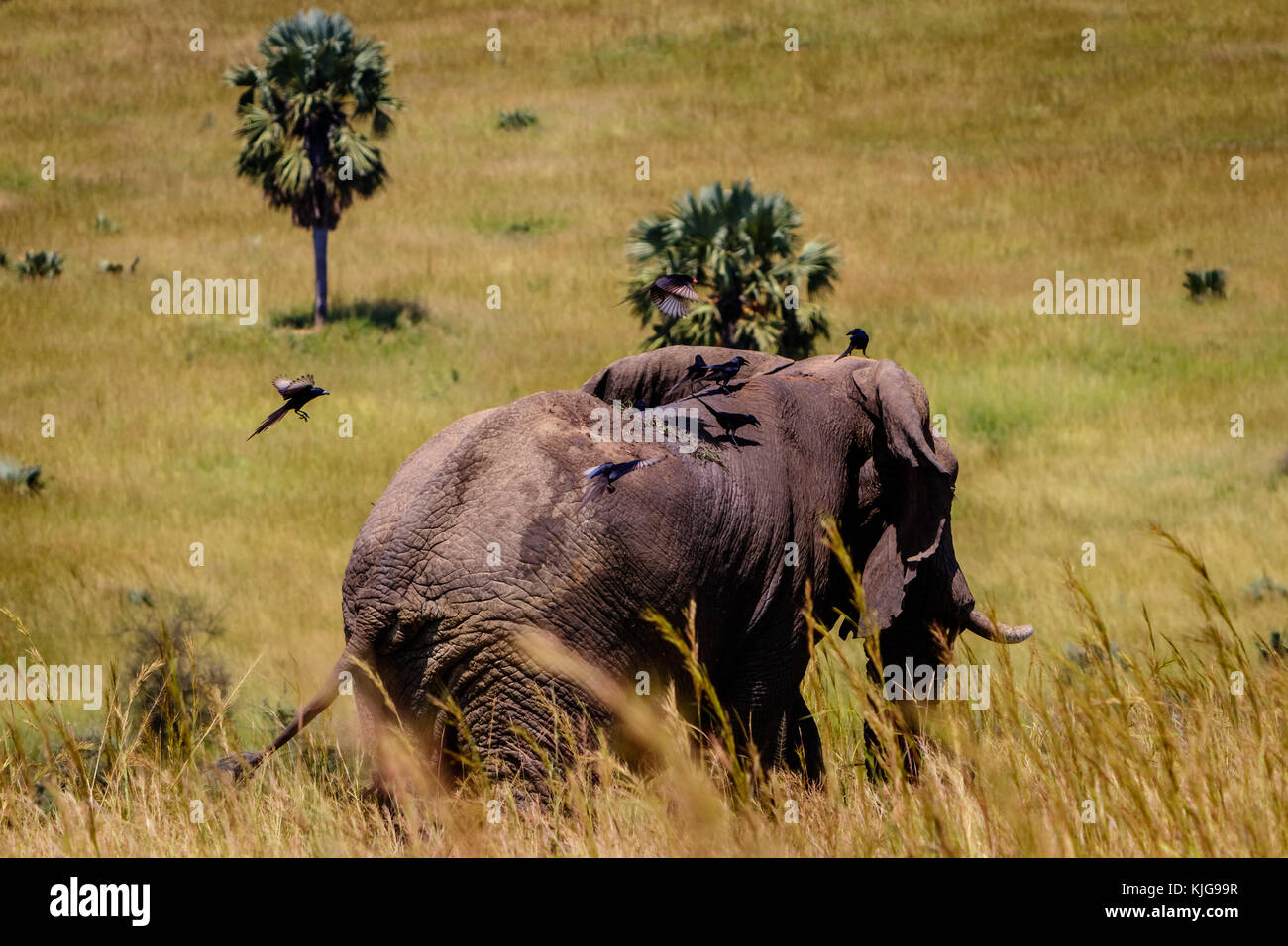 A group of birds landing on the back of a big male elephant in ...