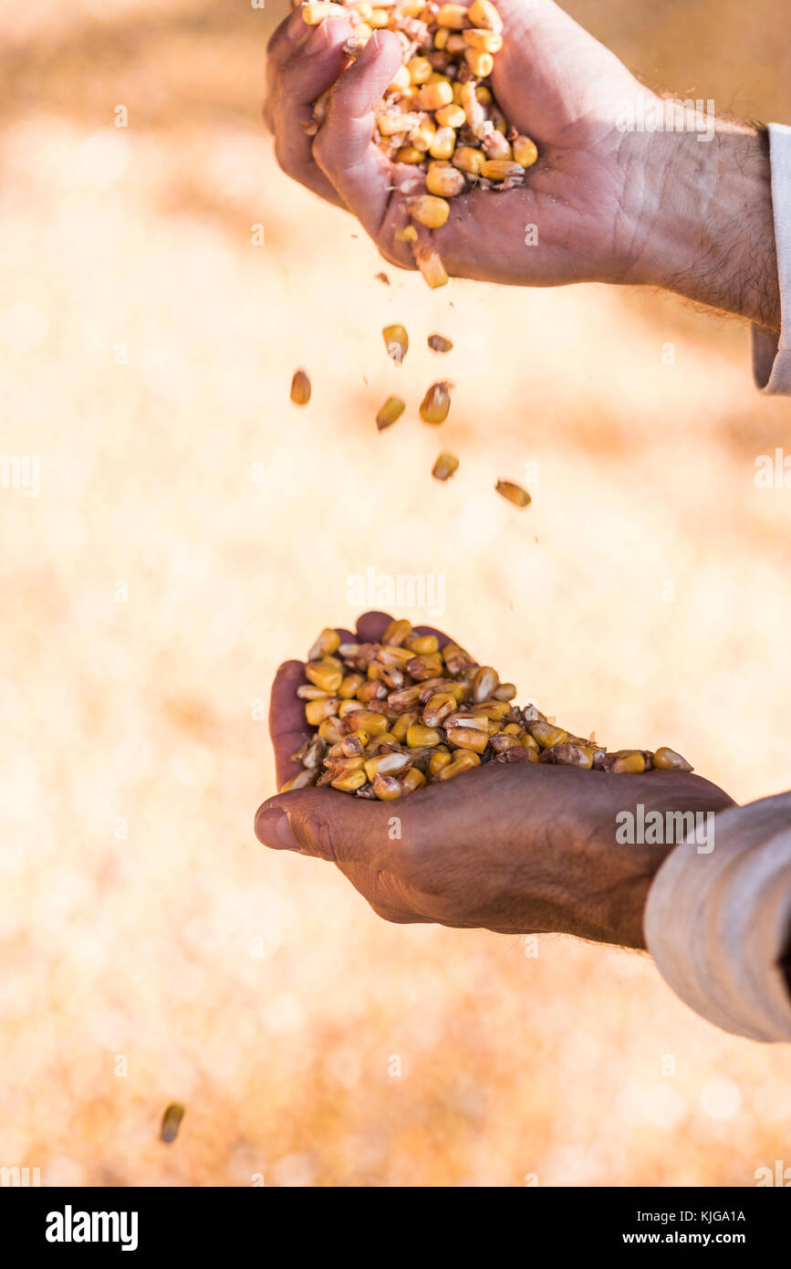 Grains of maize in hand Stock Photo - Alamy