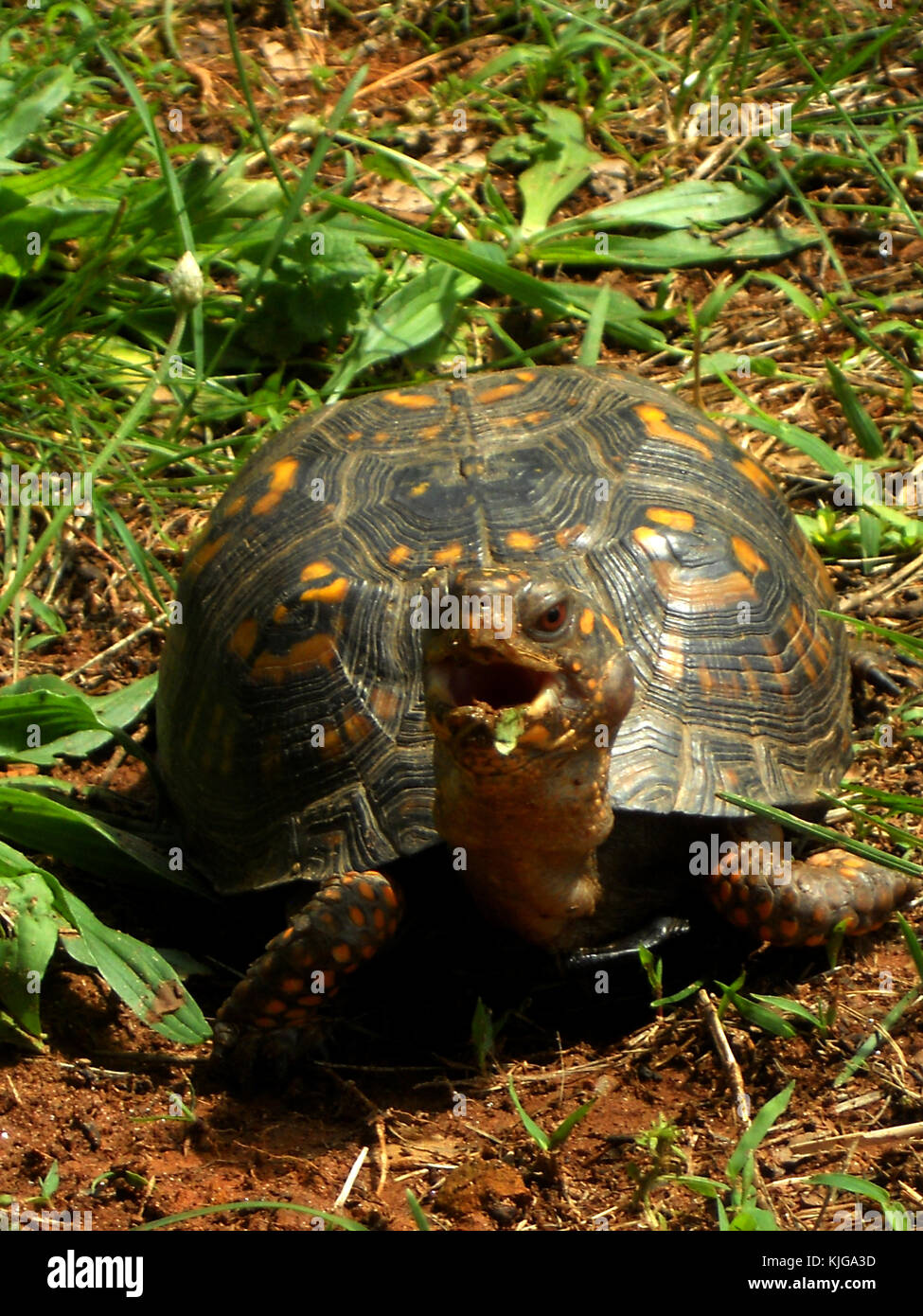 Box turtle with its mouth open Stock Photo - Alamy