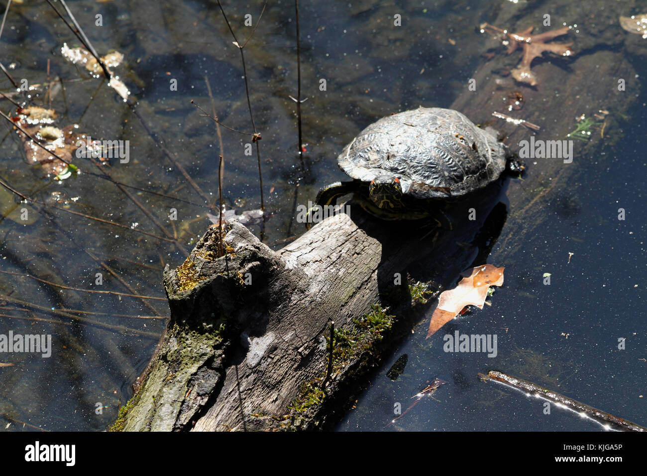 Pond slider (red-eared slider) turtles basking in the sun Stock Photo ...