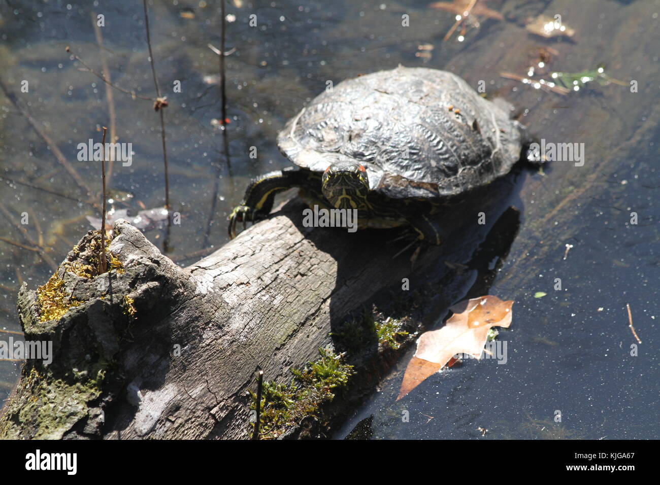 Pond slider (red-eared slider) turtles basking in the sun Stock Photo ...