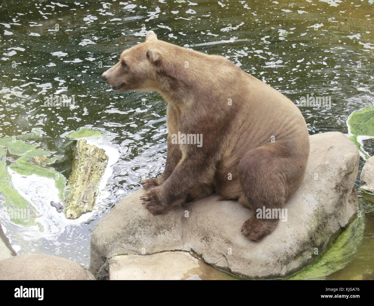 Zoo Osnabruck High Resolution Stock Photography and Images - Alamy