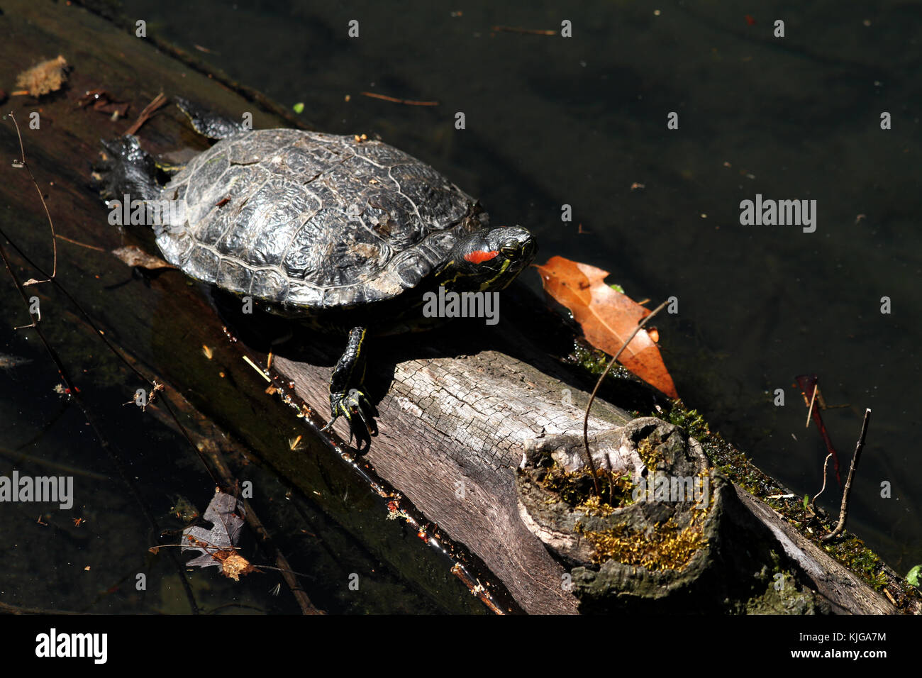 Red eared slider turtles hi-res stock photography and images - Alamy