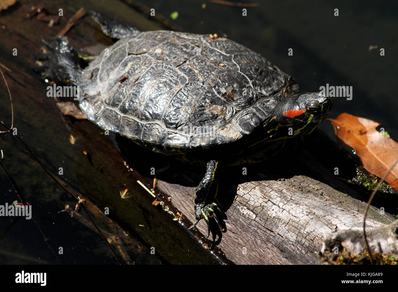 Pond slider (red-eared slider) turtles basking in the sun Stock Photo ...