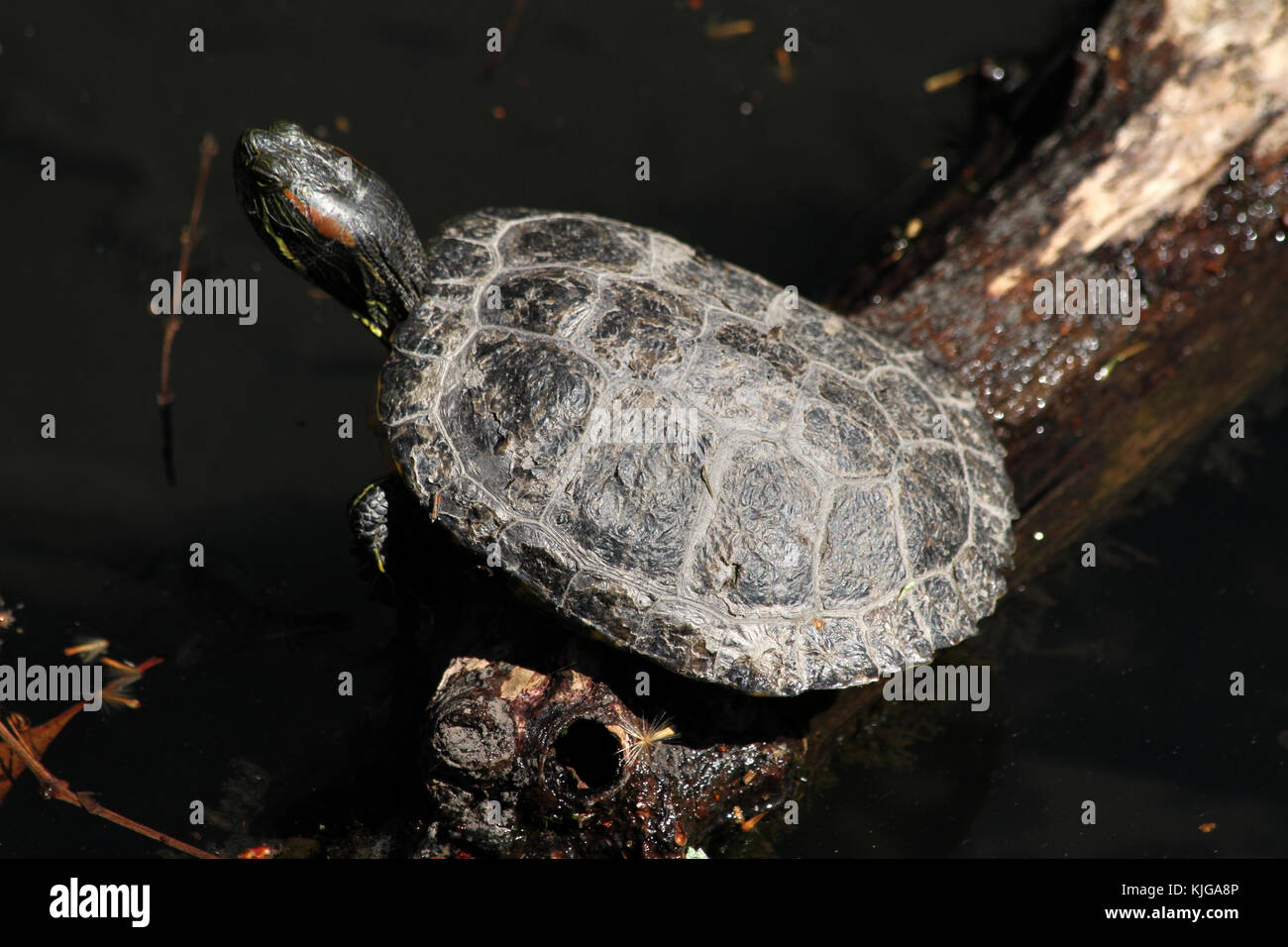 Pond slider (red-eared slider) turtles basking in the sun Stock Photo ...