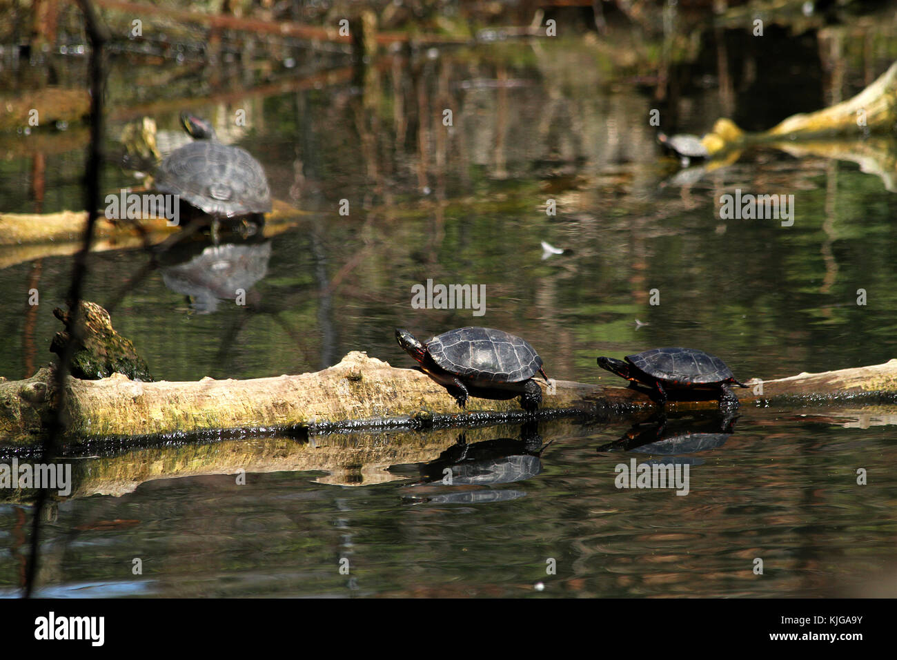 Pond slider (red-eared slider) turtles basking in the sun Stock Photo ...