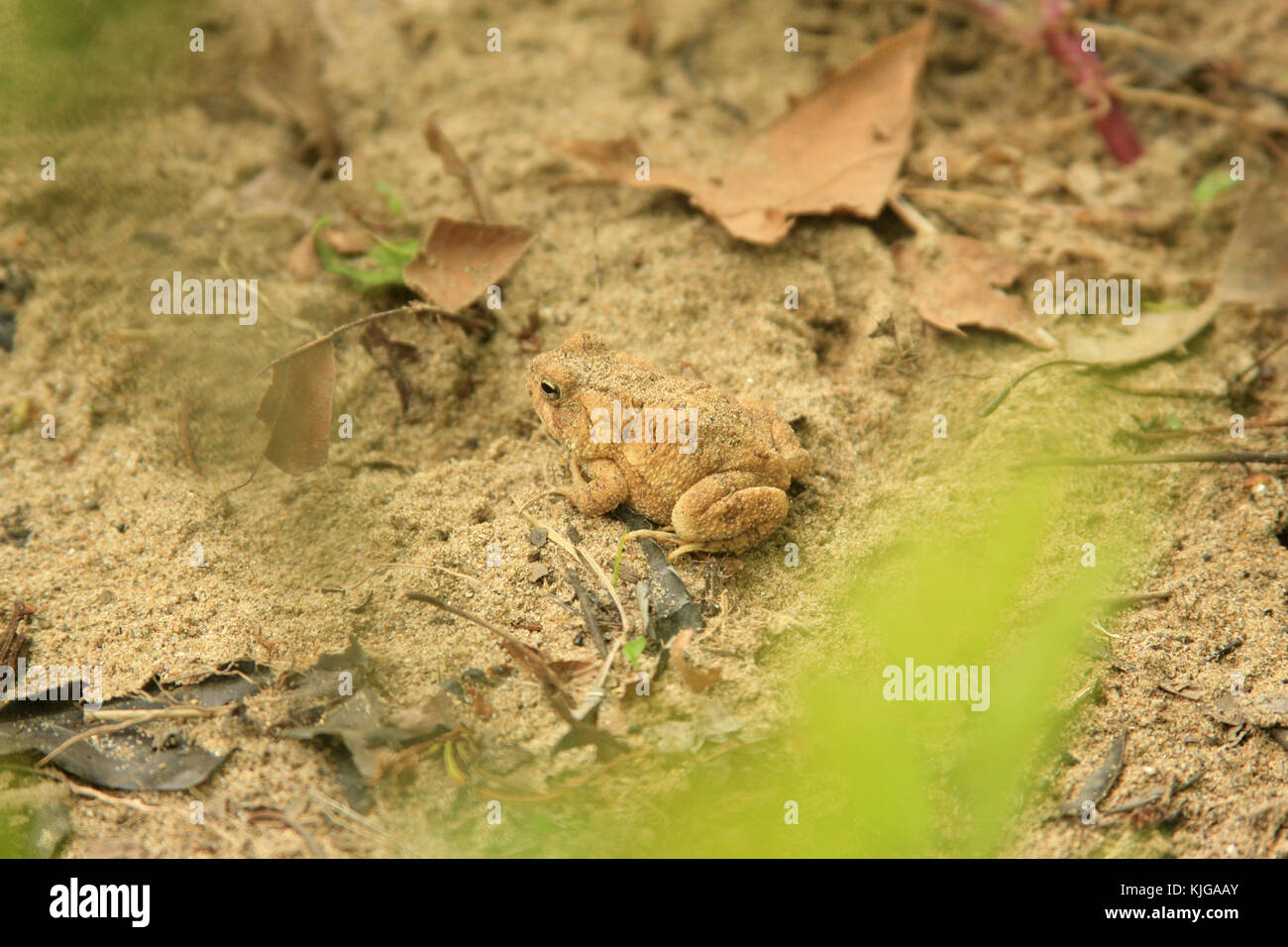 North virginia wildlife hi-res stock photography and images - Alamy