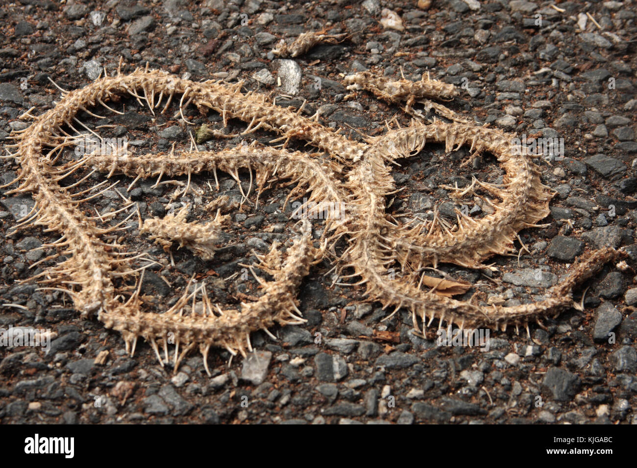 Snake skeleton hi-res stock photography and images - Alamy