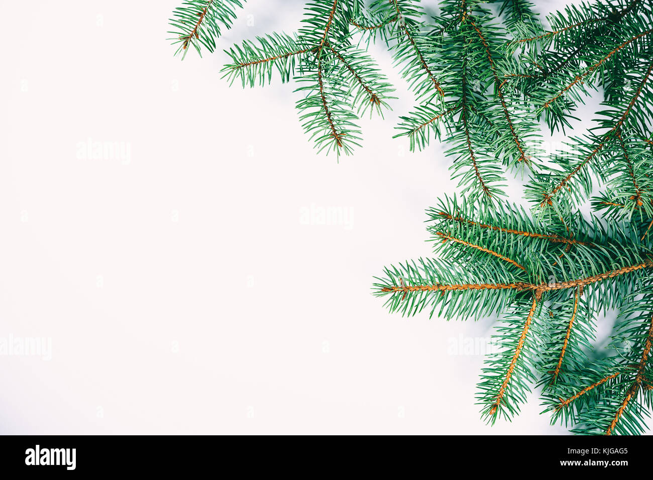 Christmas fir tree frame on white background. Free space Stock Photo ...