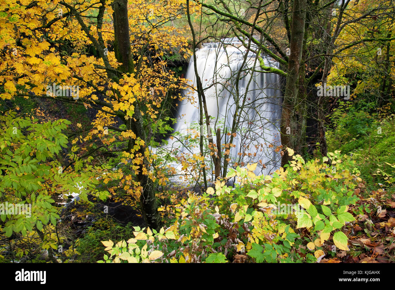 Aysgill Force on Gayle Beck in autumn Sleddale, near Hawes Yorkshire ...