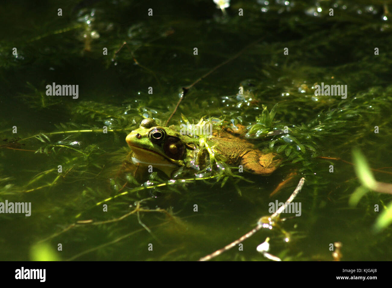 Water blended hi-res stock photography and images - Alamy