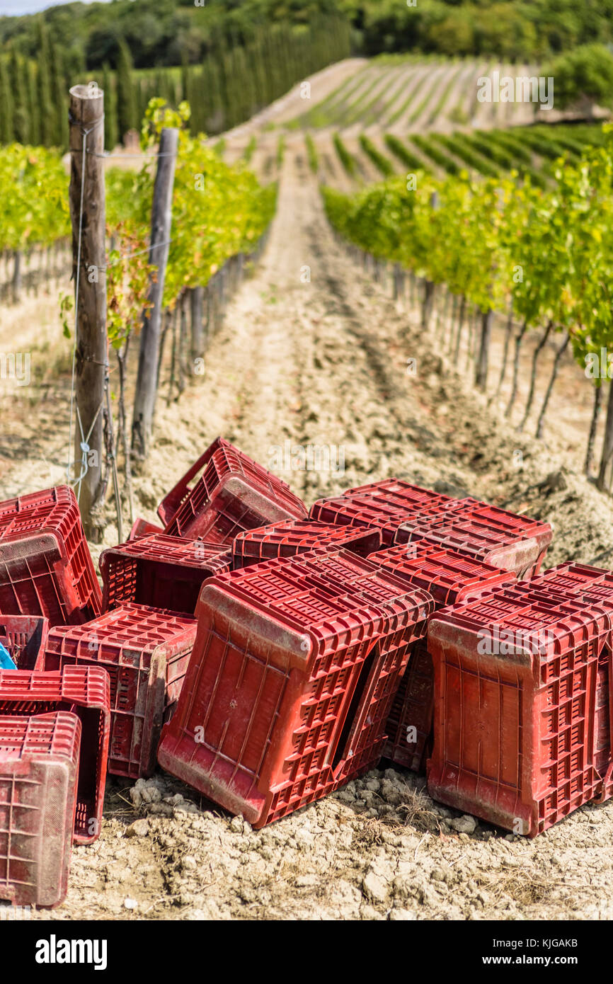 Emoty boxes in a vineyard Stock Photo - Alamy