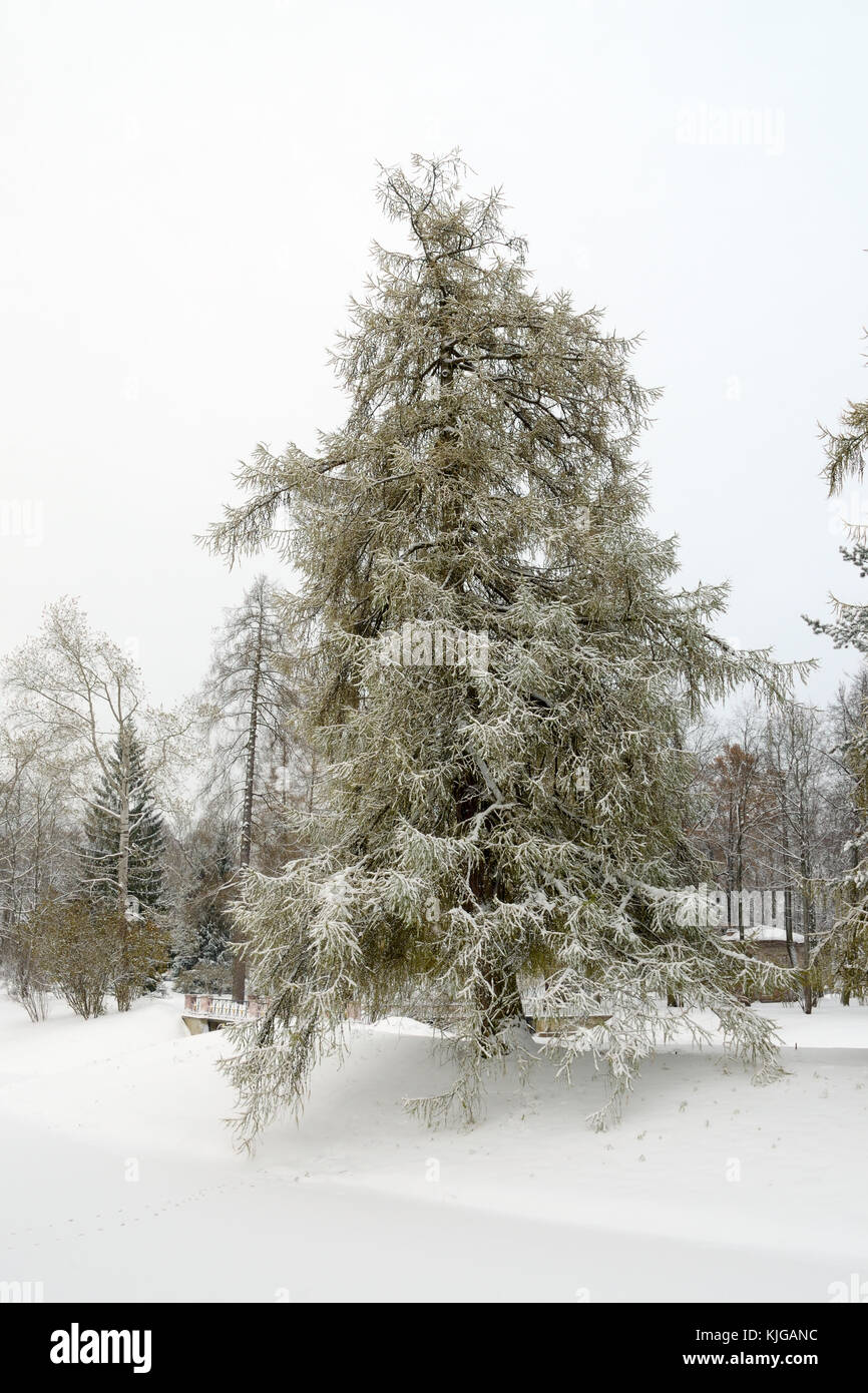 Snow heavy load on the branches of larch Stock Photo - Alamy