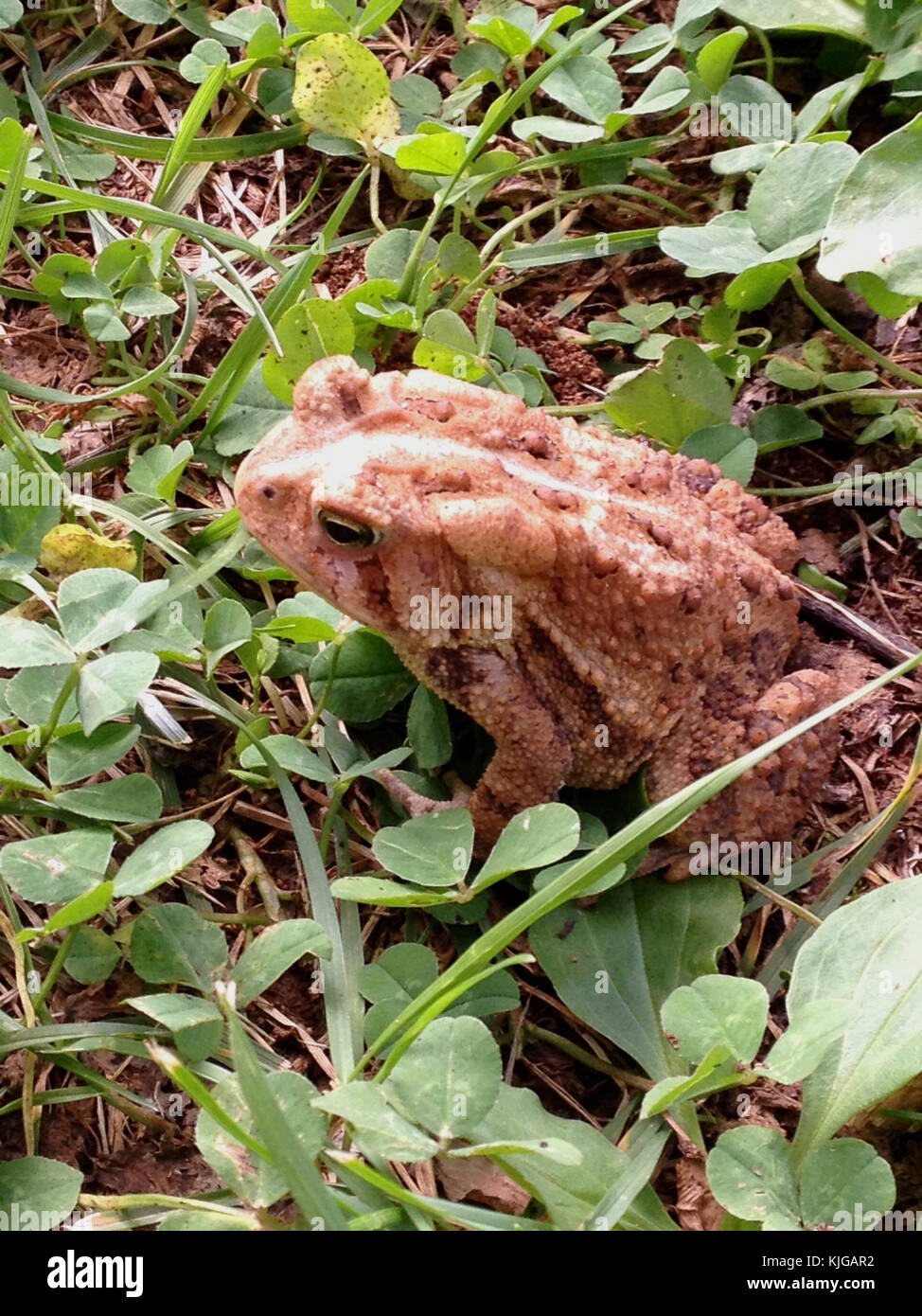 Brown toad in Virginia, USA Stock Photo - Alamy