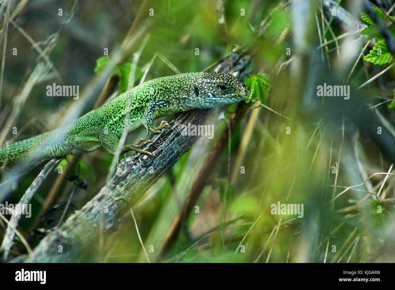 European green lizard blending in the environment Stock Photo - Alamy