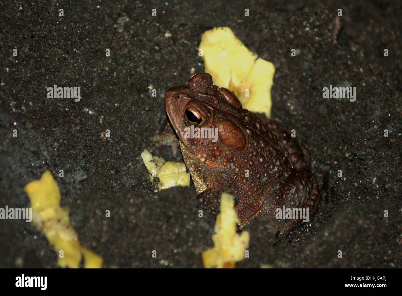 Brown toad in Virginia, USA Stock Photo - Alamy