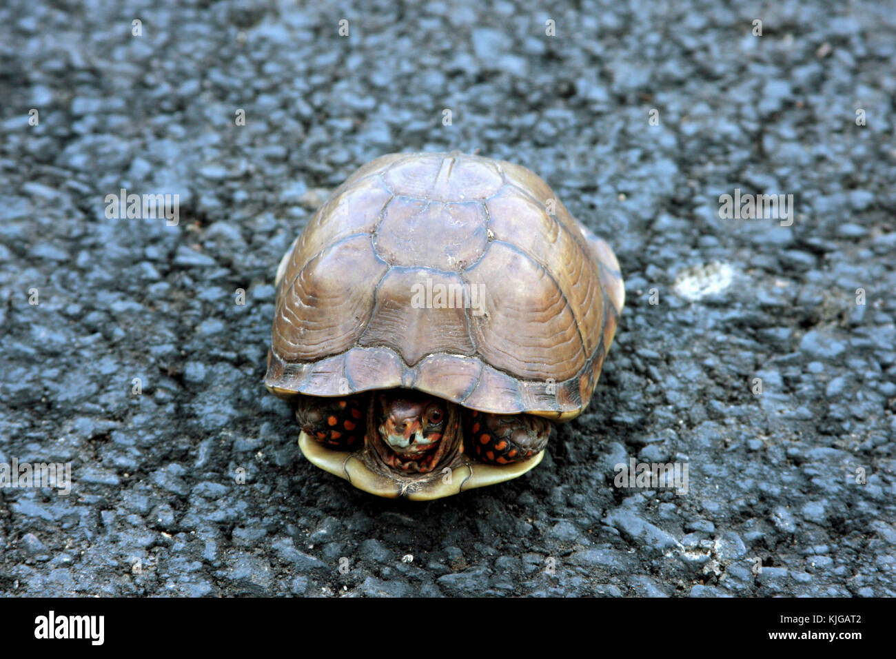 Turtle cross hi-res stock photography and images - Alamy